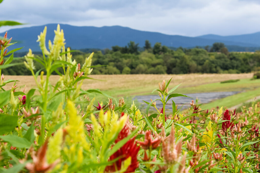 Become a Member - Certified American Grown
