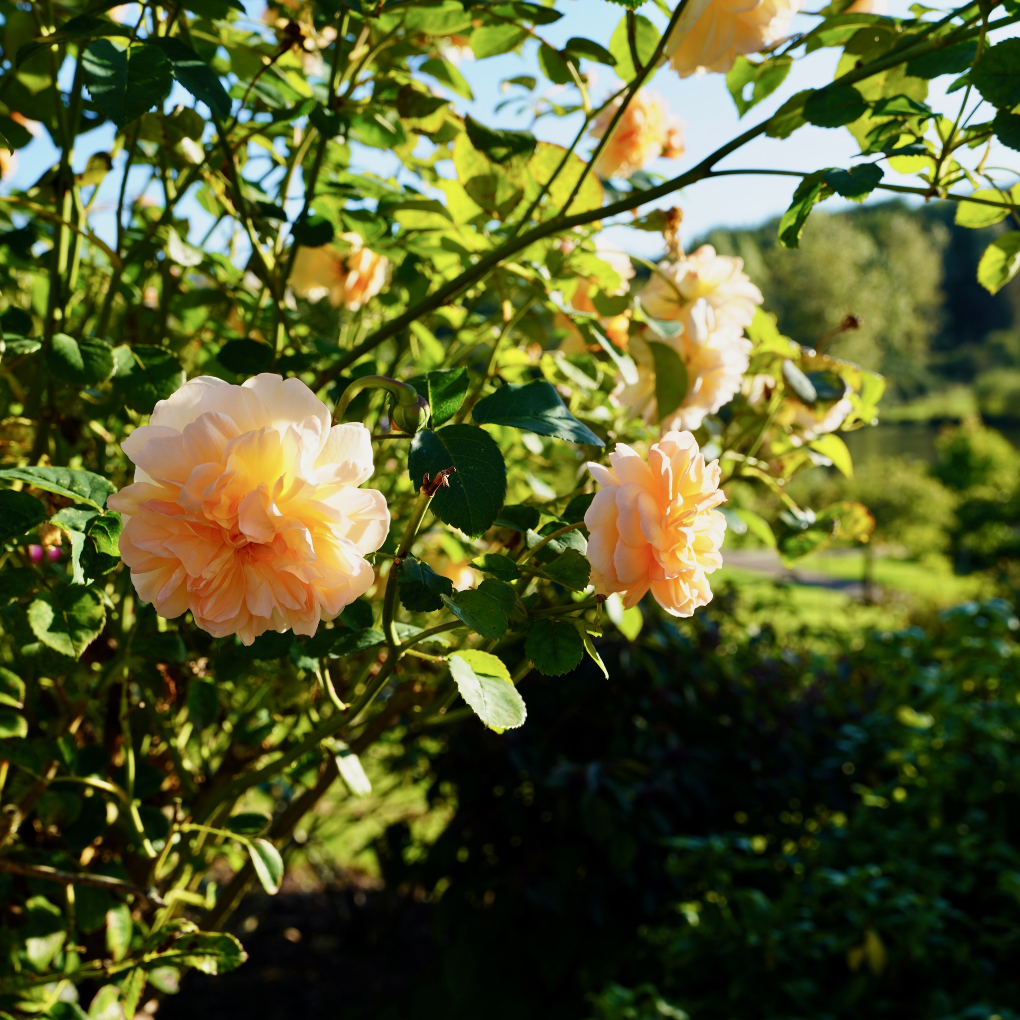 American Grown Flowers Utah Flower Farm Adds Locally Grown Roses to the ...