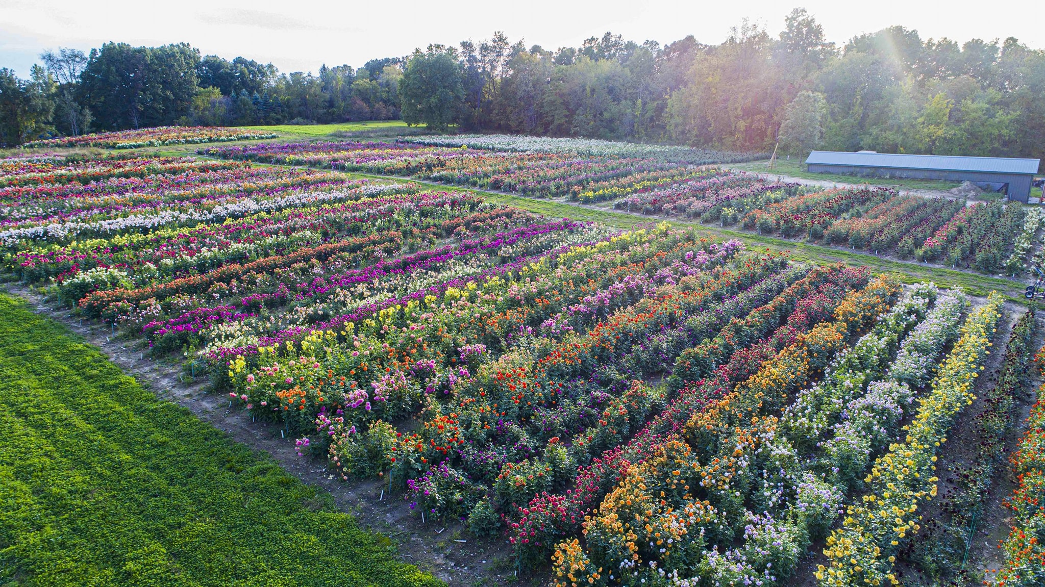 American Grown Flowers Dahlia Fields to Delight on Family Farm in Michigan