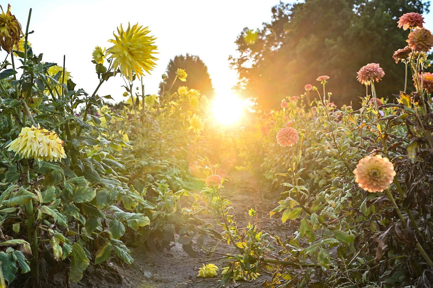 American Grown Flowers It Was a Magical Midwest Evening at Summer ...